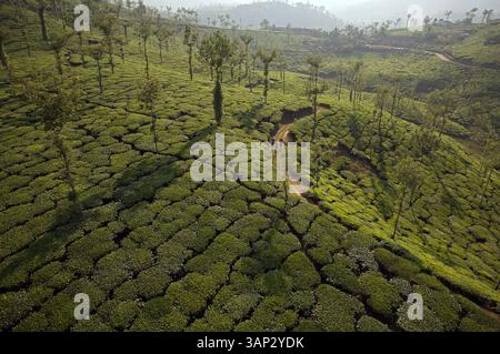 Aerial view of Kalpetta, tea plantations, Kerala, India Stock Photo - Alamy