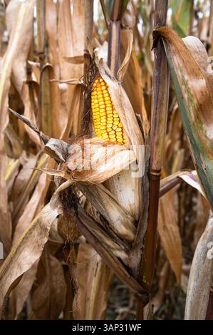 corn on the stalk in a field at harvest time Stock Photo - Alamy