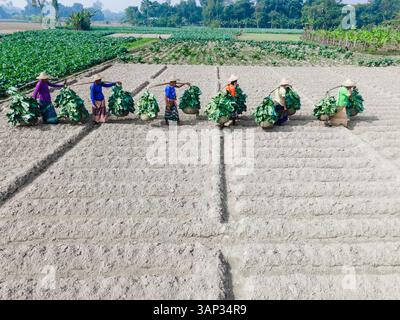 Bogura, Bangladesh - 14 December 2024: Aerial view of vibrant green ...