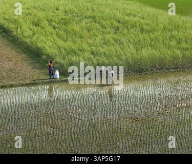 Dhaka, Bangladesch - 16 February 2025: Aerial view of rice field with ...