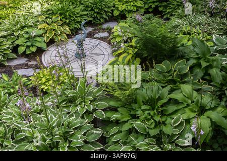 Green hosta (Hosta lancifolia) leaves in summer garden. Green life ...