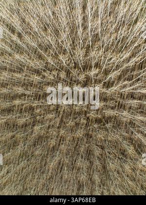 Poplar tree bird's eye view in autumn season Stock Photo - Alamy