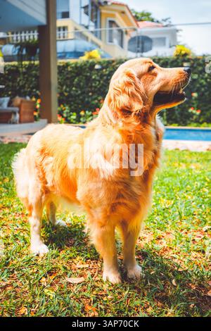 Enjoying the sunsets with the most faithful friend Stock Photo - Alamy