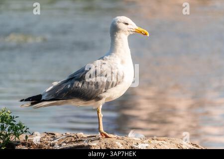 Seagull sits on stone cliff at the sea shore. The European herring gull ...