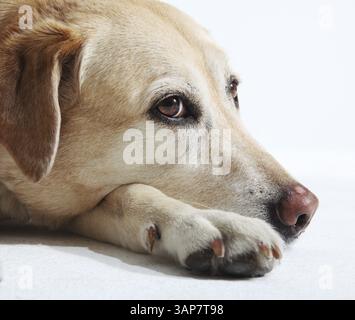 Laboratory dog (Canis lupus familiaris). Woman with a young beagle that ...
