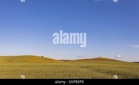 Panorama wide fields Wisen summer meadows Stock Photo - Alamy