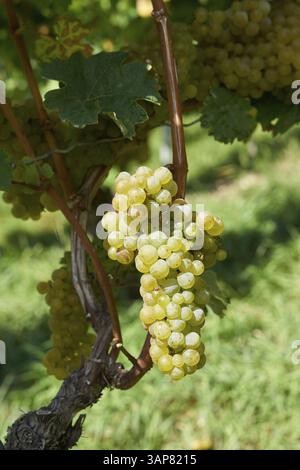 Grapes of the Silvaner grape variety in a vineyard Stock Photo - Alamy