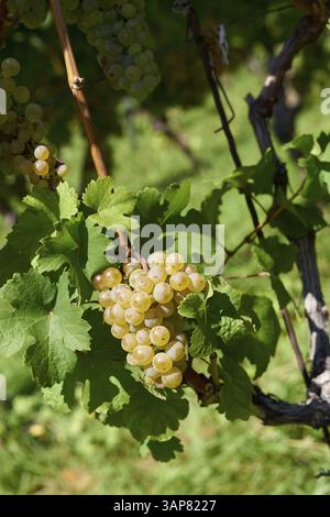 Grapes of the Silvaner grape variety in a vineyard Stock Photo - Alamy