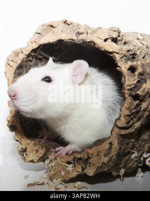 A small pet rat looks out of a tree stump hollow Stock Photo - Alamy