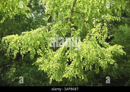 Acacia. Branches of acacia with green leaves. Dark background. Natural ...