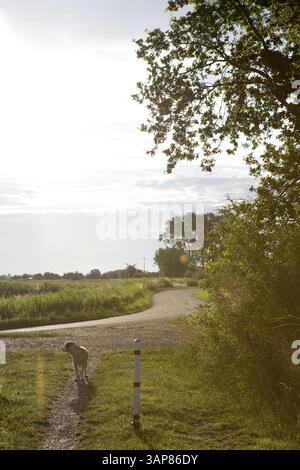 Lanes on a dirt road in Heckengaeu near Weissach in winter Stock Photo ...