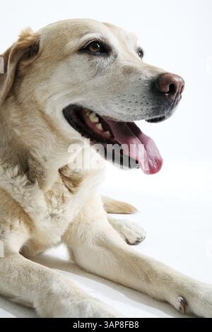 Laboratory dog (Canis lupus familiaris). Woman with a young beagle that ...