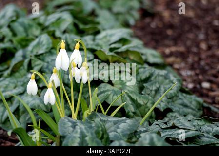 Bunch of Tall White/Yellow Galanthus ‘Spindlestone Surprise’ (Snowdrop ...