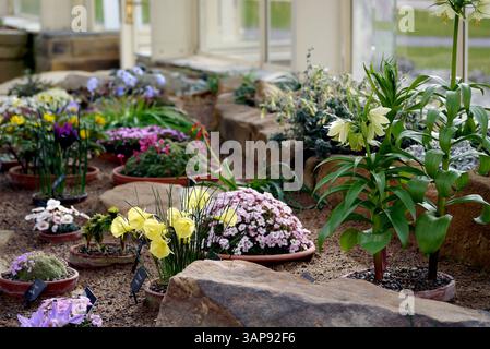 Alpine Plants on Display in the Alpine House at RHS Garden Harlow Carr ...