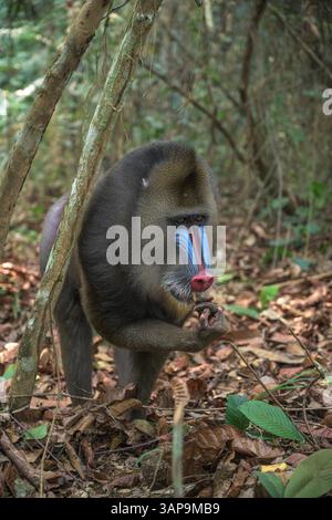 Dominant adult male mandrill digging the ground for food in the Lekedi ...