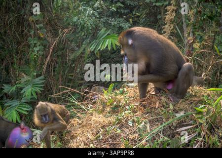 A group of mandrills digging in the ground for food in the Lekedi ...