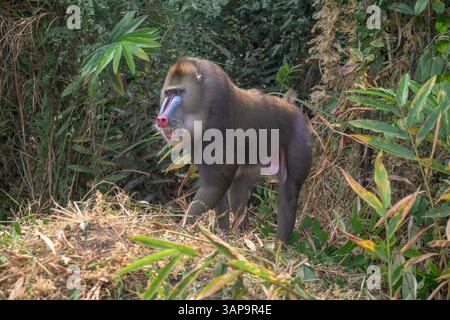 Dominant adult male mandrill digging the ground for food in the Lekedi ...