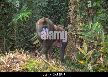 Dominant adult male mandrill digging the ground for food in the Lekedi ...