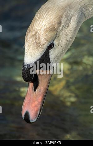 A head shot of a juvenile Mute Swan, Cygnus olor Stock Photo - Alamy
