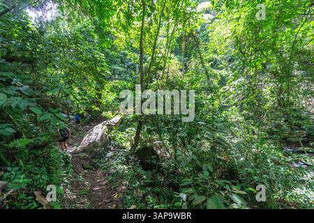 Hikers trekking through dense tropical forest in Bicol, Philippines ...