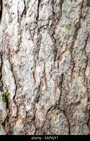 Tree bark for backgrounds and textures Stock Photo - Alamy