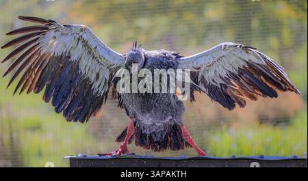 Close up of a Southern Screamer duck with wings spread and legs apart ...
