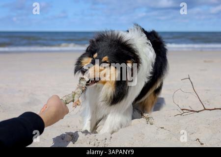 A beige domestic dog playing with a stick near a lake under the ...