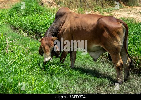 Red Brahman Bull, with the charecteristic hump, grazing on lush, green ...