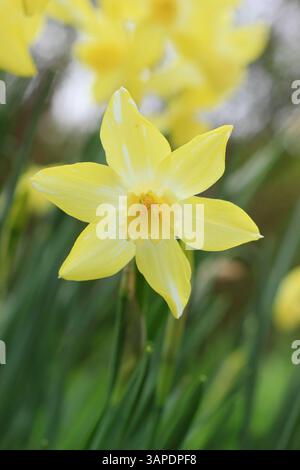 Narcissus 'Lemon Silk' daffodils displaying distinctive lemon petals ...