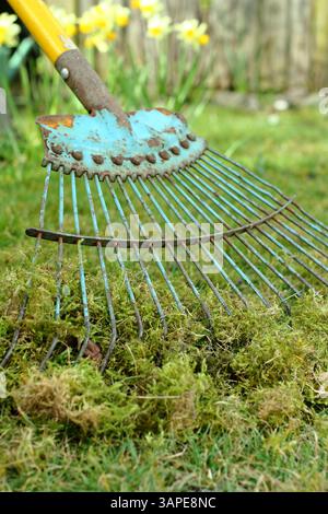 Scarifying a lawn with a spring tined rake to remove a layer of moss ...