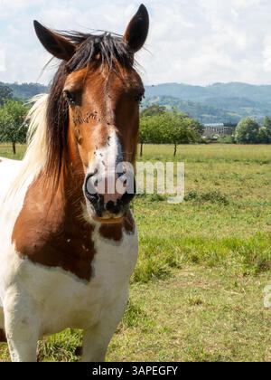 a brown horse is rolling in the pasture Stock Photo - Alamy