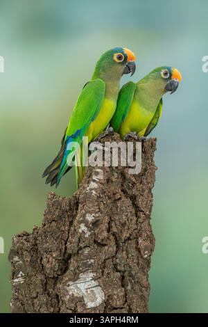Peach-fronted conure (Aratinga aurea) Pantanal Brazil Stock Photo - Alamy