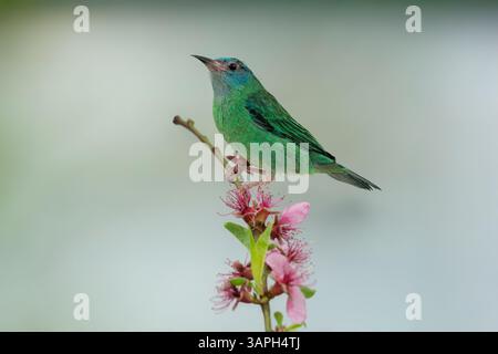 Blue dacnis or turquoise honeycreeper (Dacnis cayana) is a small ...