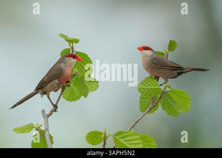 Common Waxbill (Estrilda astrild) Aves Stock Photo - Alamy