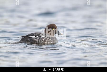 Goldeneye duck female close up in a lake Stock Photo - Alamy
