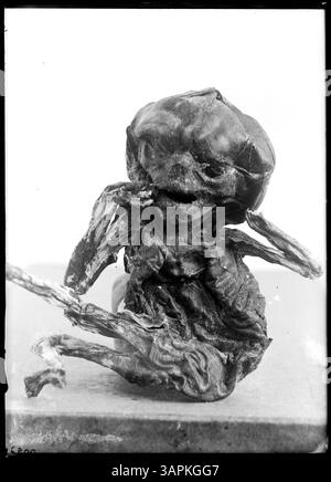 A photograph by Lee Moorhouse of a tribal mummy. The image offers an ...