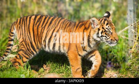 A tiger cub explores the enclosures at Manor Wildlife Park in Tenby ...