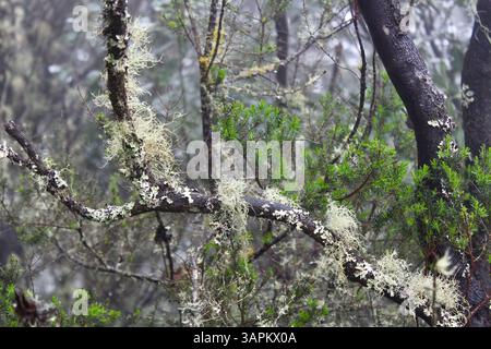 La Gomera - Lichen Hanging from Trees in Garajonay National Park - 2025 ...