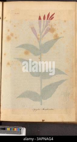 'American Medical Botany' offers an in-depth look at the native ...