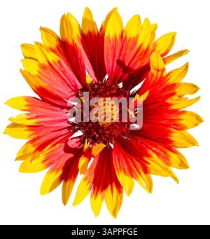 One vivid red Gaillardia flower, common known as blanket flower, and ...