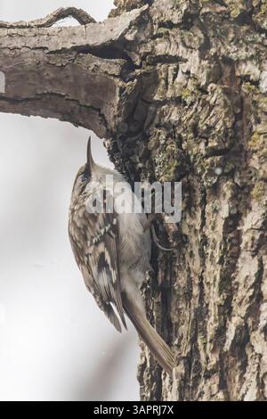 Tree creeper (Certhia familiaris) with cryptic,plumage on tree trunk ...