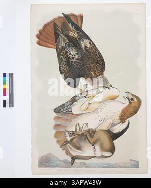 Red-tailed hawk : Falco borealis, Gmel. Male, 1. Female, 2. American ...