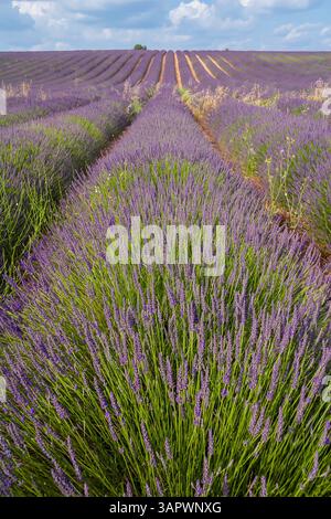 purple lavender flowers field with lonely tree valensole provence france Stock Photo - Alamy