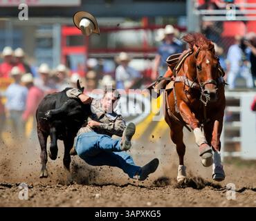 July 24, 2011 - Salinas, California, U.S - Steer wrestler Levi Rosser ...