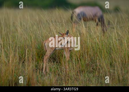 Hartebeest calf in the grassland, Masai Mara, Kenya Stock Photo - Alamy