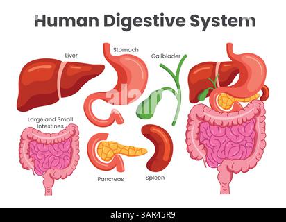 Detailed diagram of the pancreas and its parts Stock Vector Image & Art ...