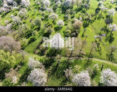 Spring on the Albtrauf of the Swabian Alb. In the Lenninger Valley ...