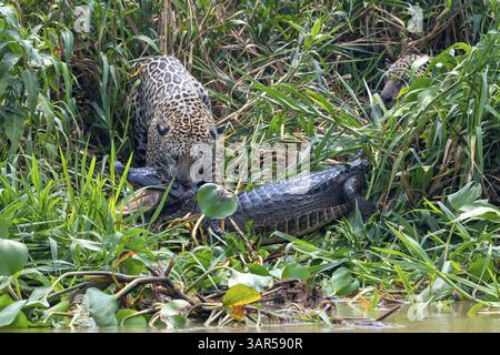 Jaguar (Panthera onca), spectacled caiman (Caiman crocodilus yacara ...