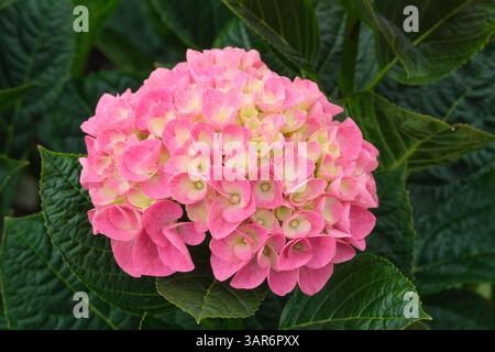 The Pink Hydrangea Macrophylla Flowers Stock Photo Alamy