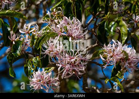 Calodendrum capense - Cape Chestnut, Wild Chestnut, Cape Town, South ...